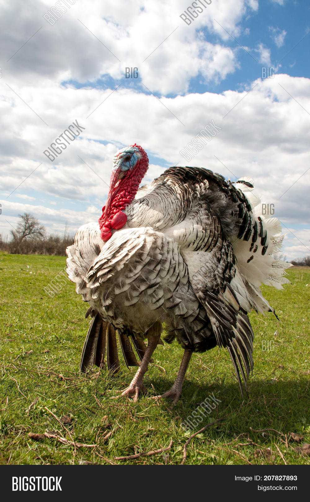 Turkey Male Gobbler Image & Photo (Free Trial) | Bigstock