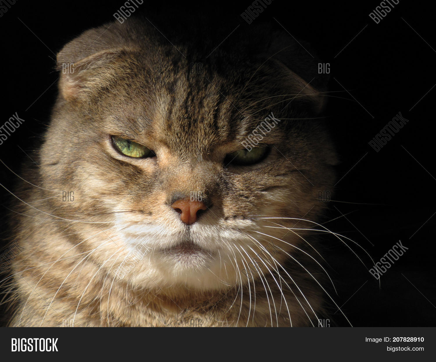 This My Cat Gazing Image & Photo (Free Trial) | Bigstock