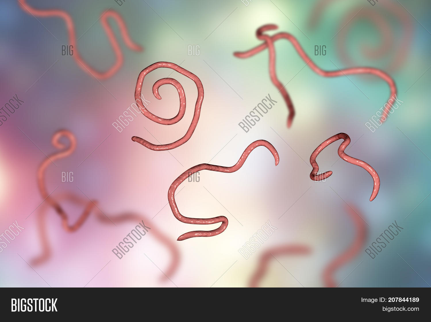Helminths Nematodes Image & Photo (Free Trial) | Bigstock