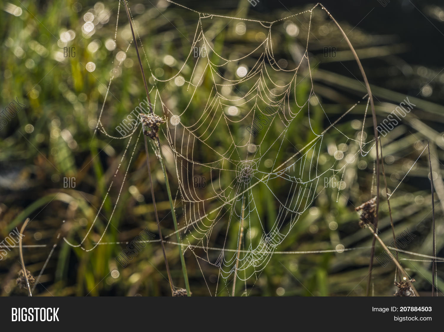 Silver Golden Cobweb Image & Photo (Free Trial) | Bigstock