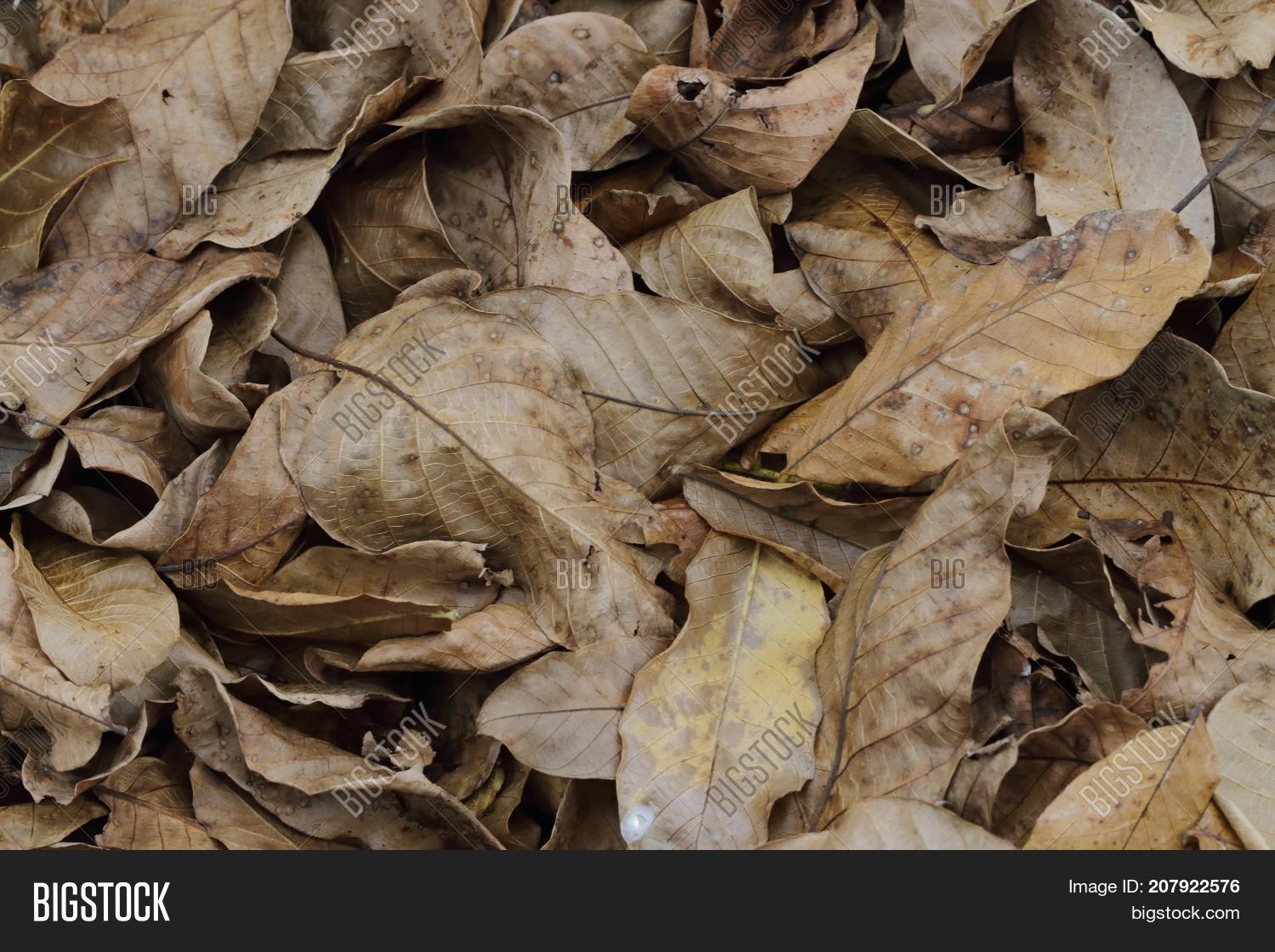 Brown Autumn Foliage Image & Photo (Free Trial) | Bigstock
