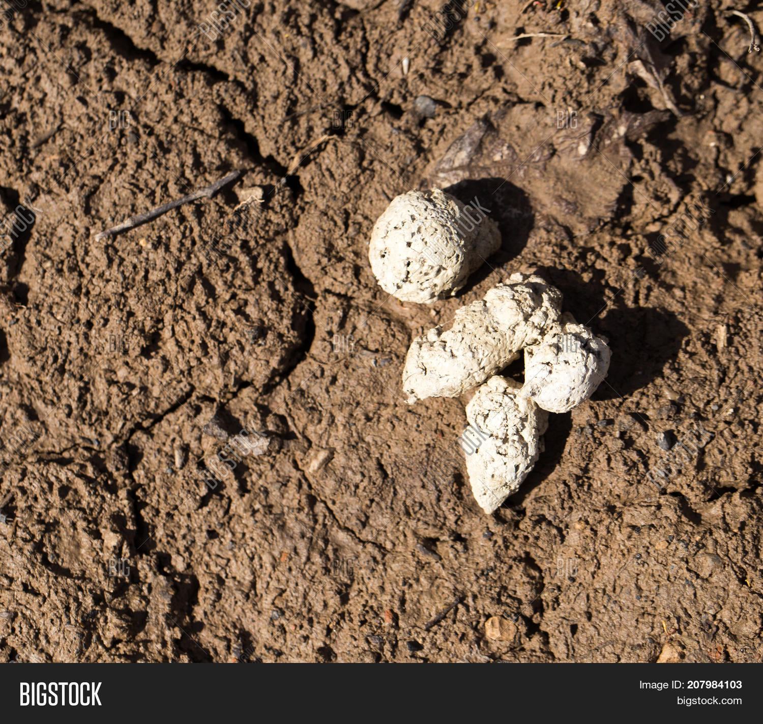 Dog Feces . Park Image & Photo (Free Trial) | Bigstock