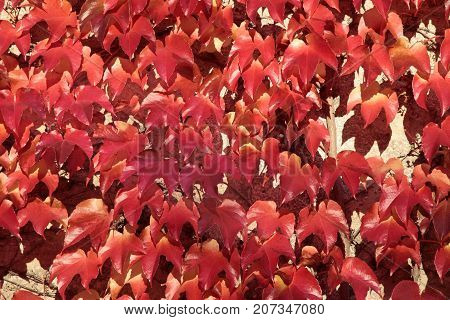 Red Vine Leaves On Image & Photo (Free Trial) | Bigstock