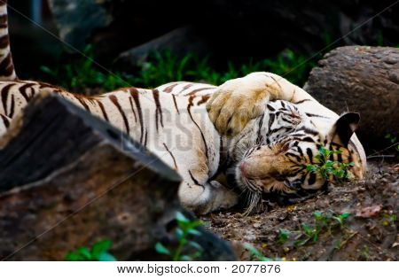 Tigers Hugging Image & Photo (Free Trial) | Bigstock