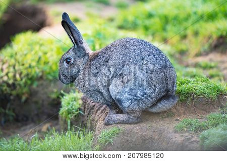 European Gray Rabbit ( Image & Photo (Free Trial) | Bigstock