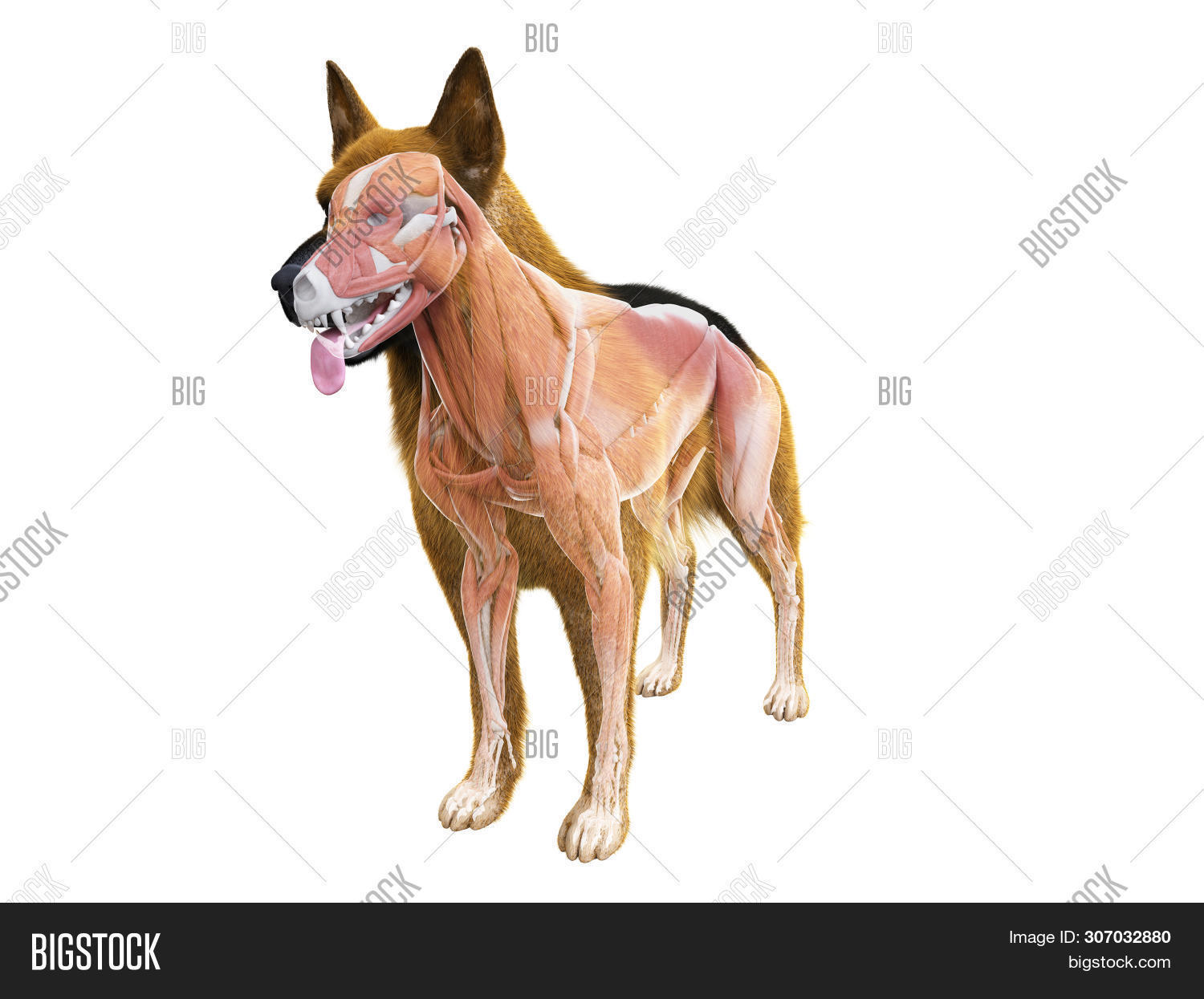 3d Rendered Medically Image & Photo (Free Trial) | Bigstock