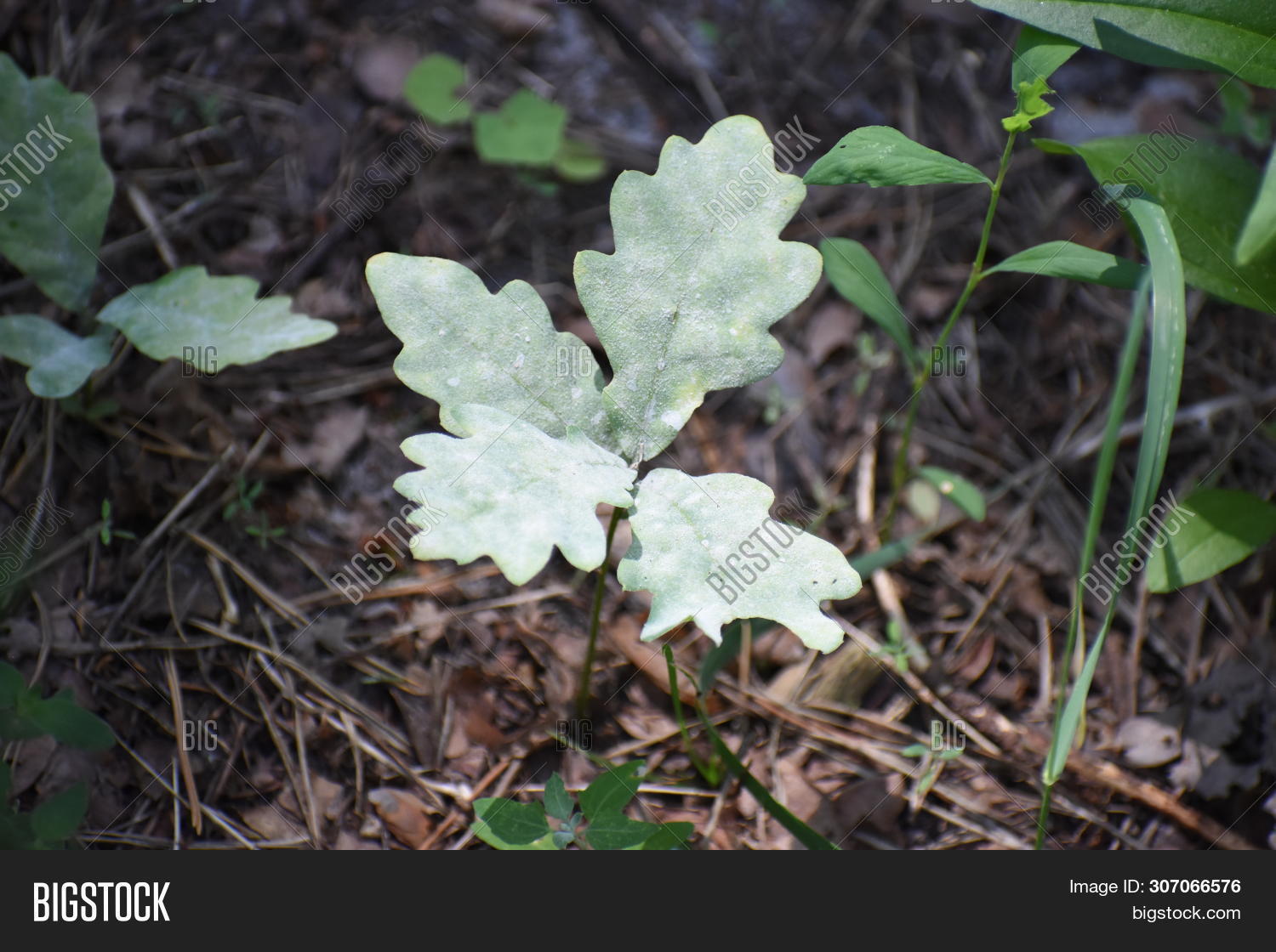 Small Oak Plant Garden Image & Photo (Free Trial) | Bigstock