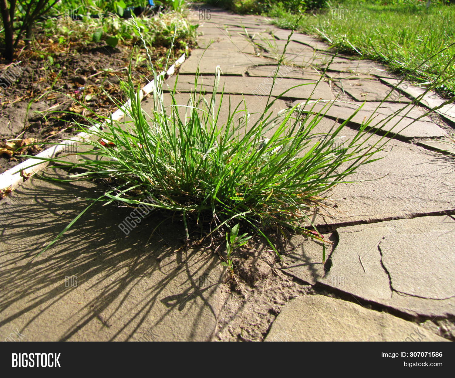 Weed Grew Middle Image & Photo (Free Trial) | Bigstock