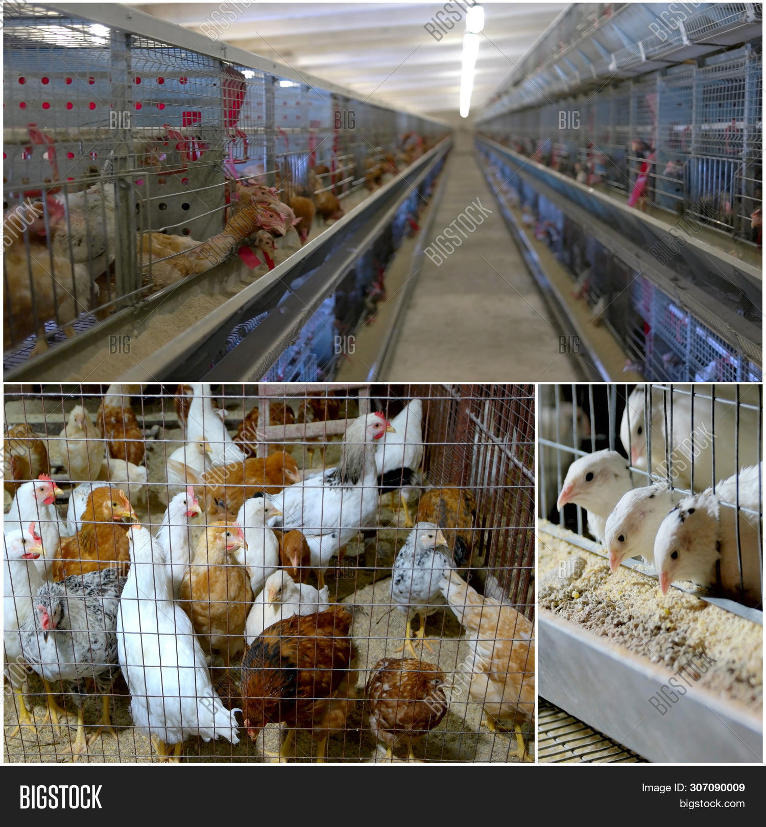 Collage Chickens Bio Image & Photo (Free Trial) | Bigstock