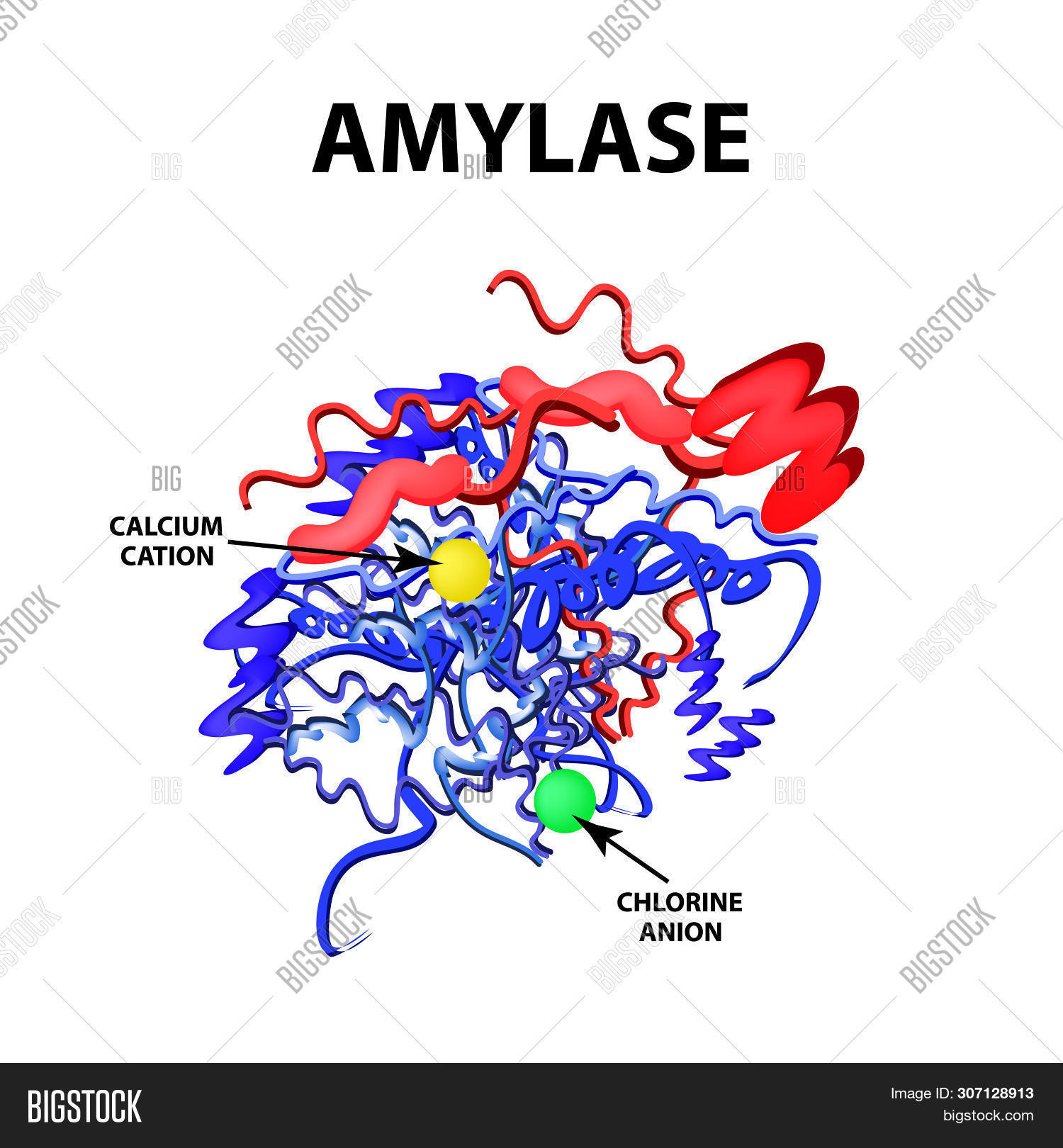 Amylase Molecular Image & Photo (Free Trial) | Bigstock