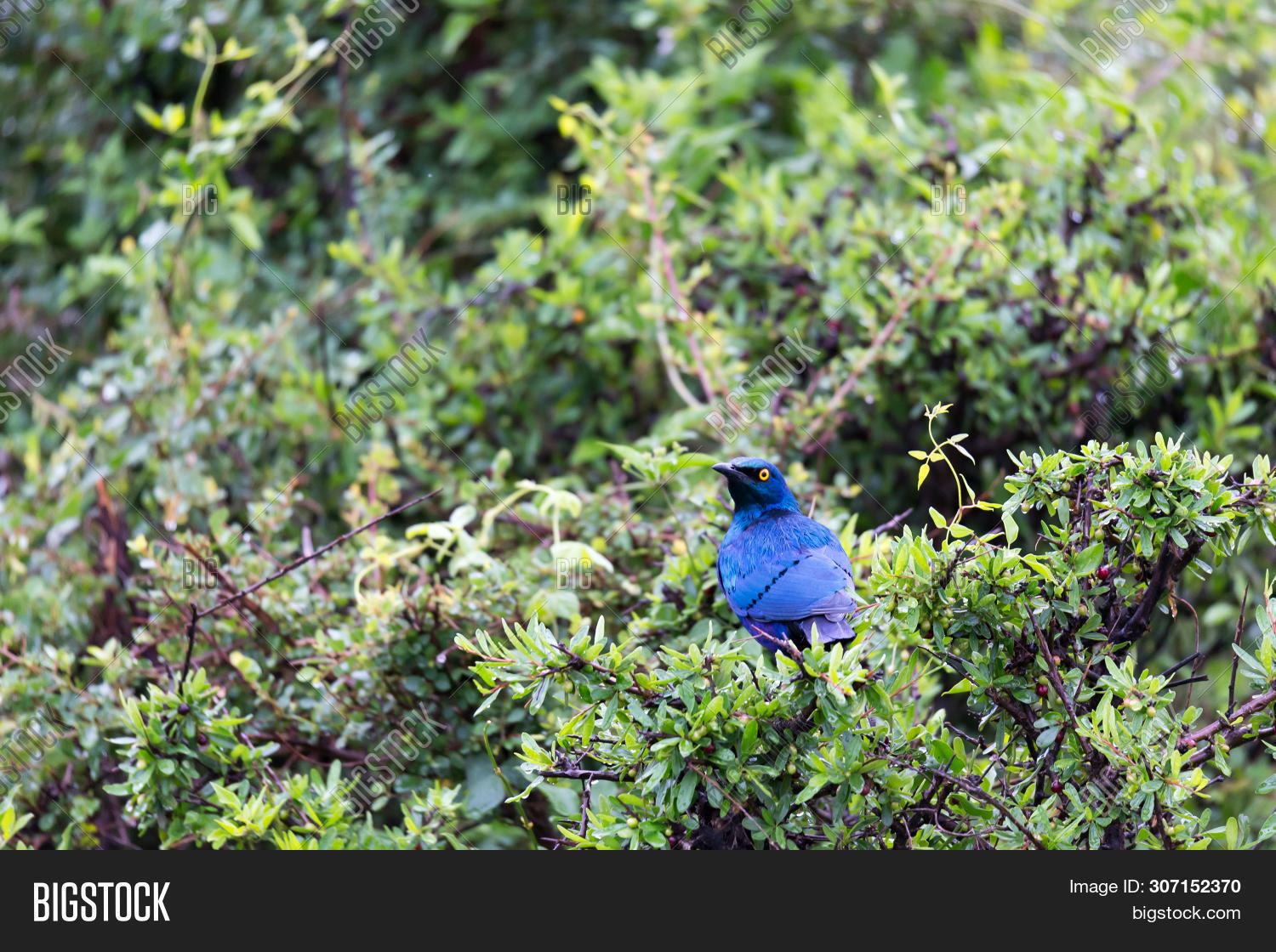 Local Kenyan Birds Image & Photo (Free Trial) | Bigstock