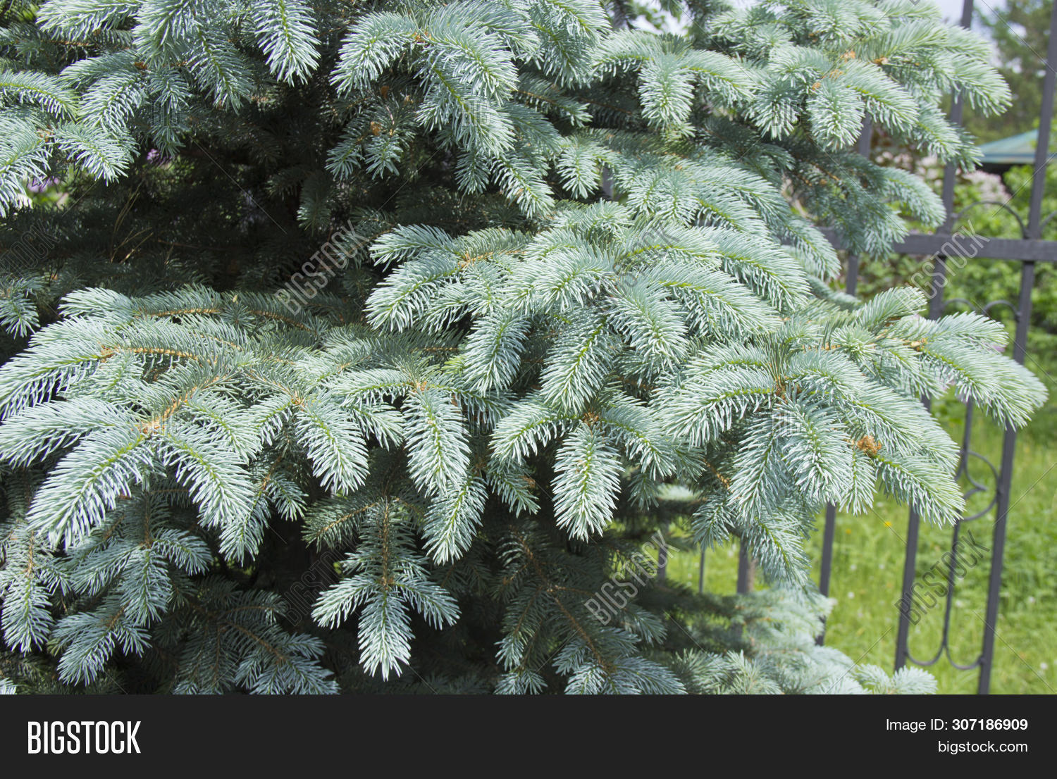 Branches Blue Spruce Image & Photo (Free Trial) | Bigstock