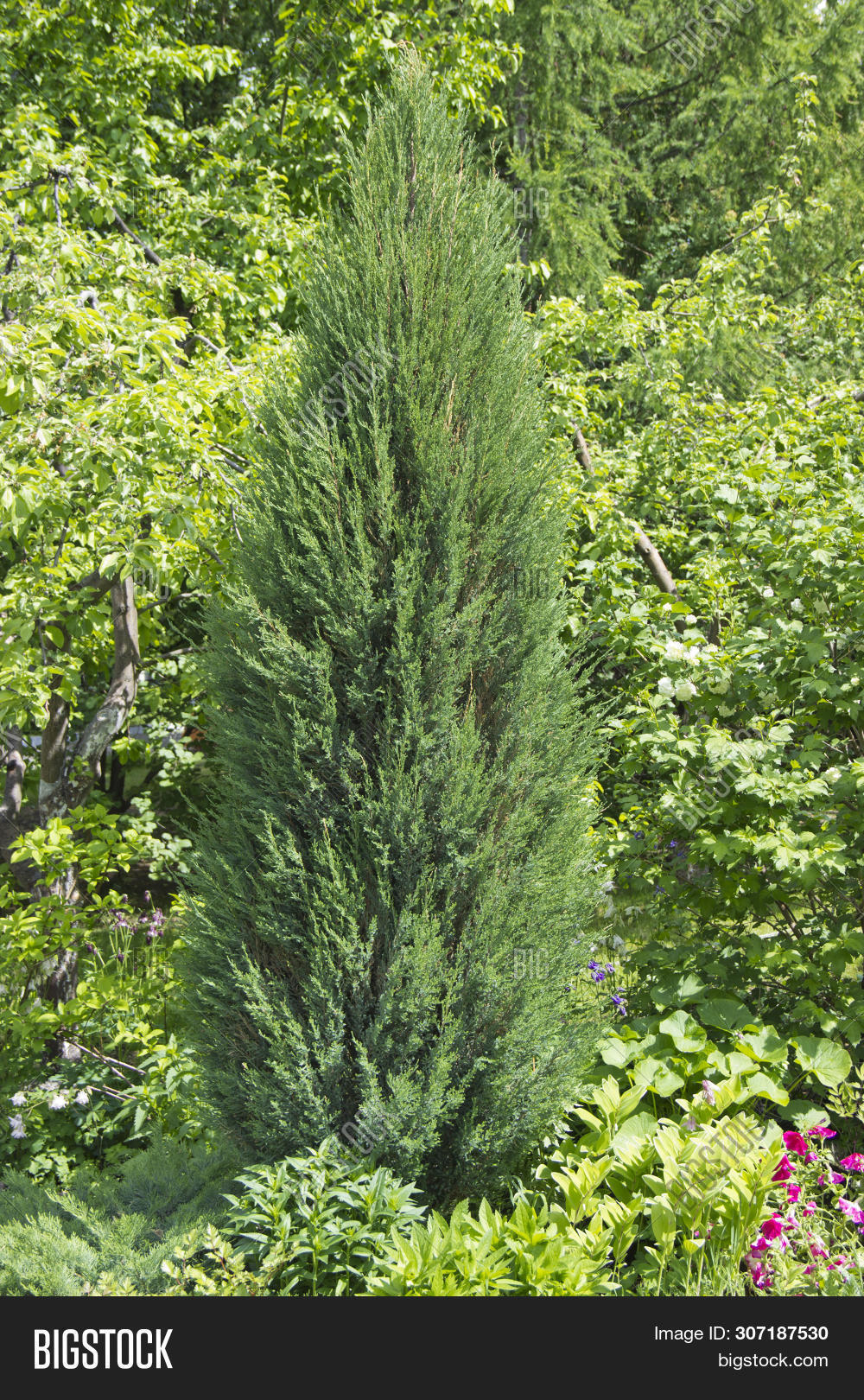 Cupressus Genus Image & Photo (Free Trial) | Bigstock