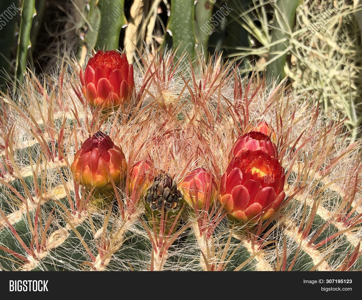 Ferocactus Pilosus, Image & Photo (Free Trial) | Bigstock