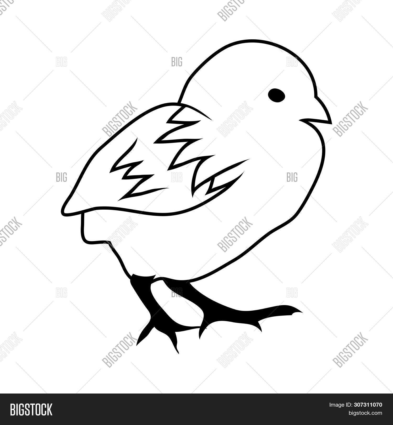 Sketch Bird. Outline Vector & Photo (Free Trial) | Bigstock