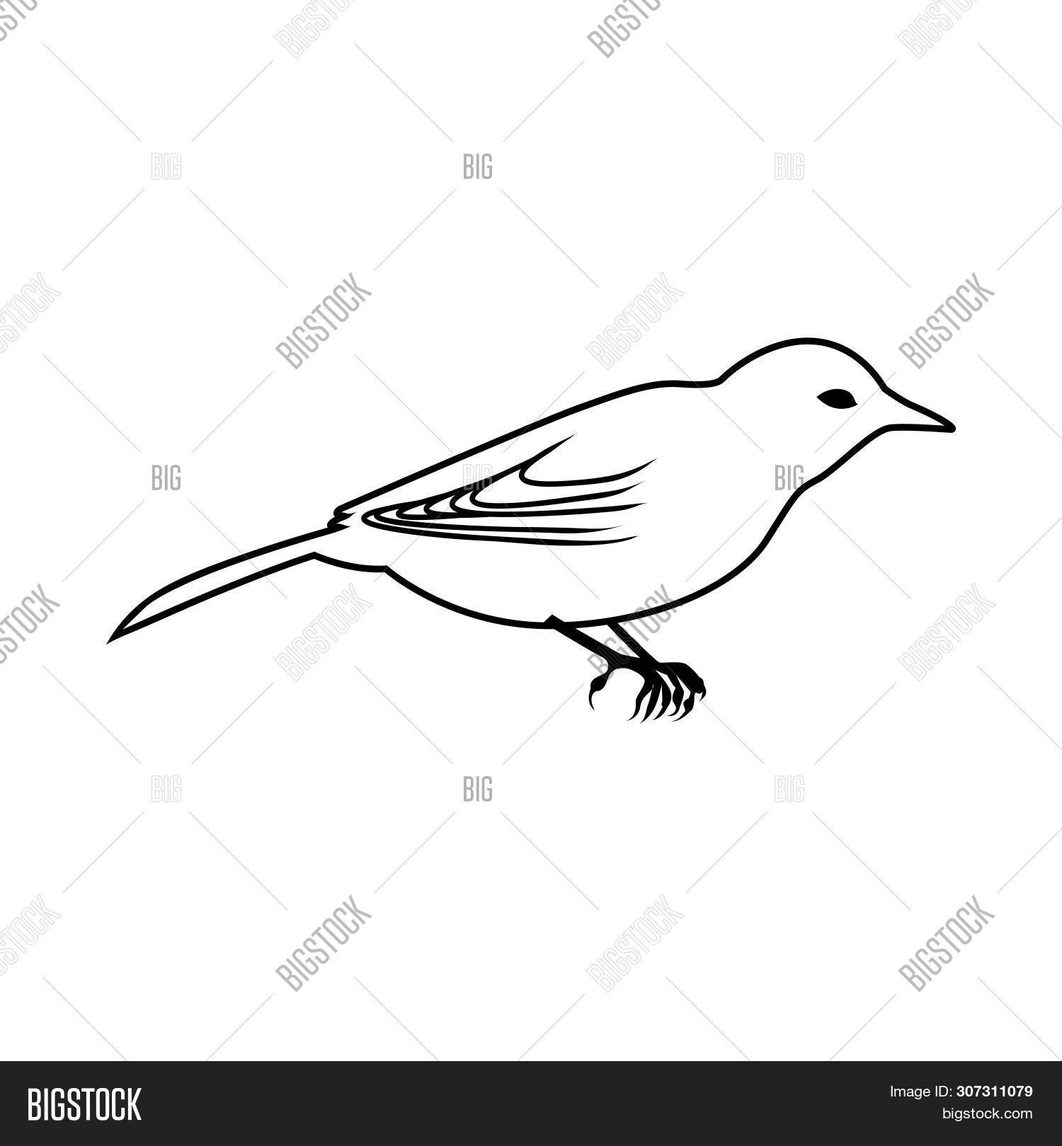 Sketch Bird. Outline Vector & Photo (Free Trial) | Bigstock