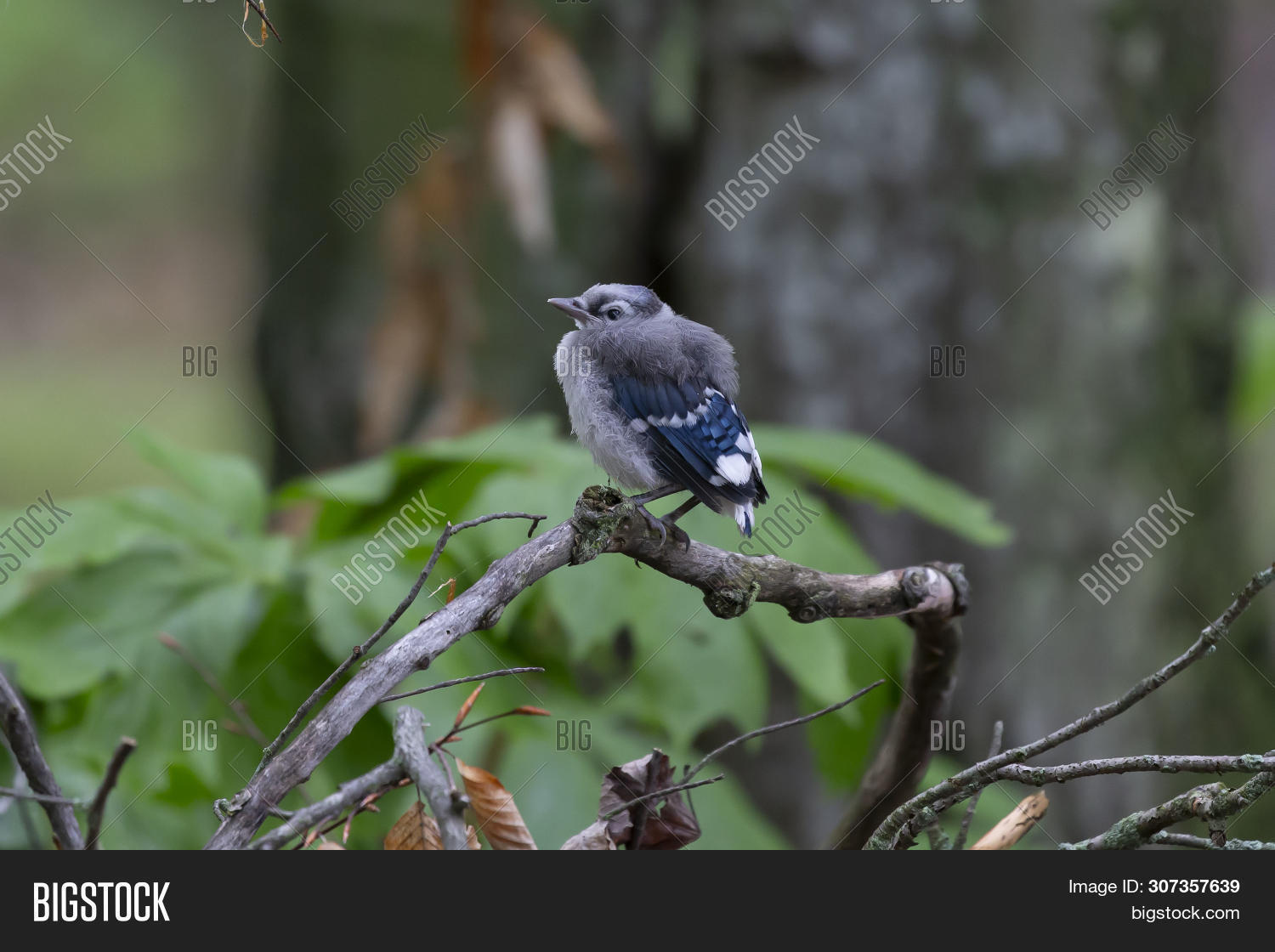 Young Blue Jay ( Image & Photo (Free Trial) | Bigstock