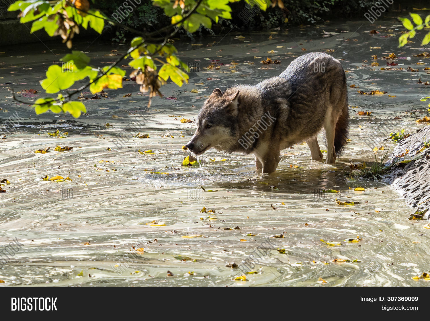 Wolf, Canis Lupus, Image & Photo (Free Trial) | Bigstock