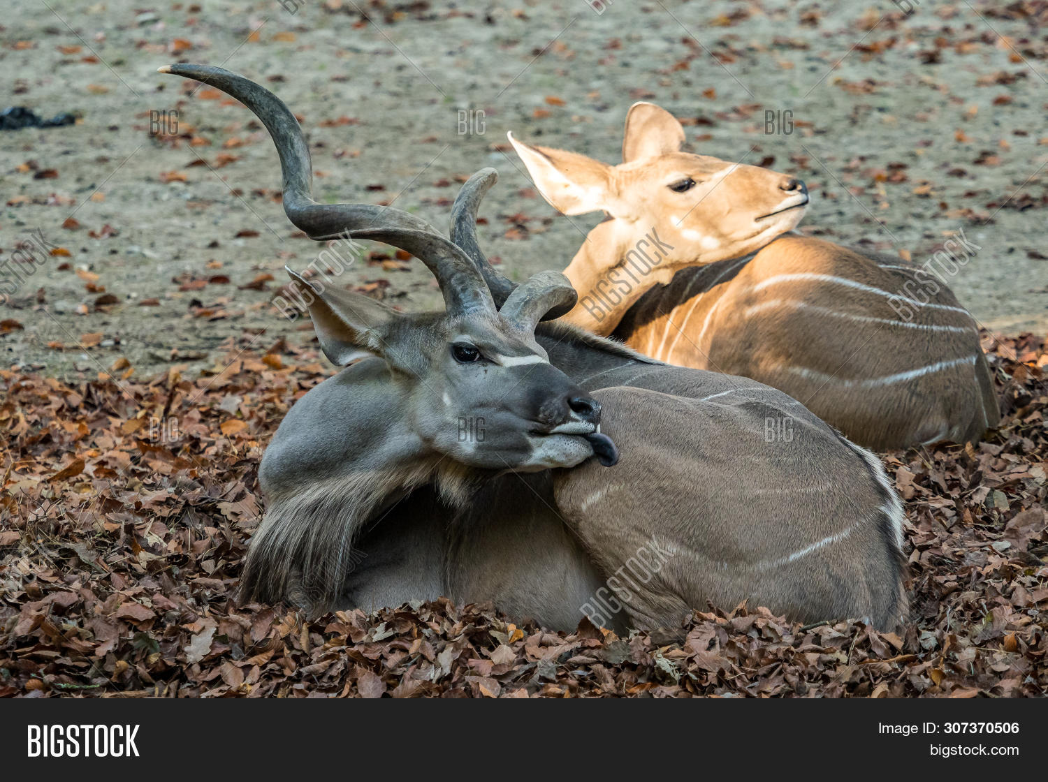 Indian Blackbuck, Image & Photo (Free Trial) | Bigstock