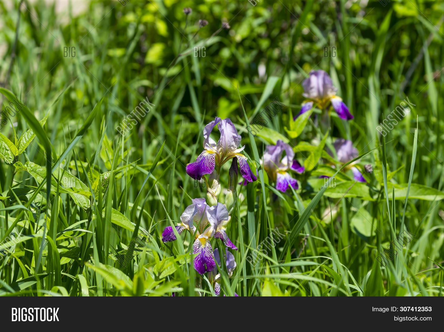 Wild Native Irises Image & Photo (Free Trial) | Bigstock