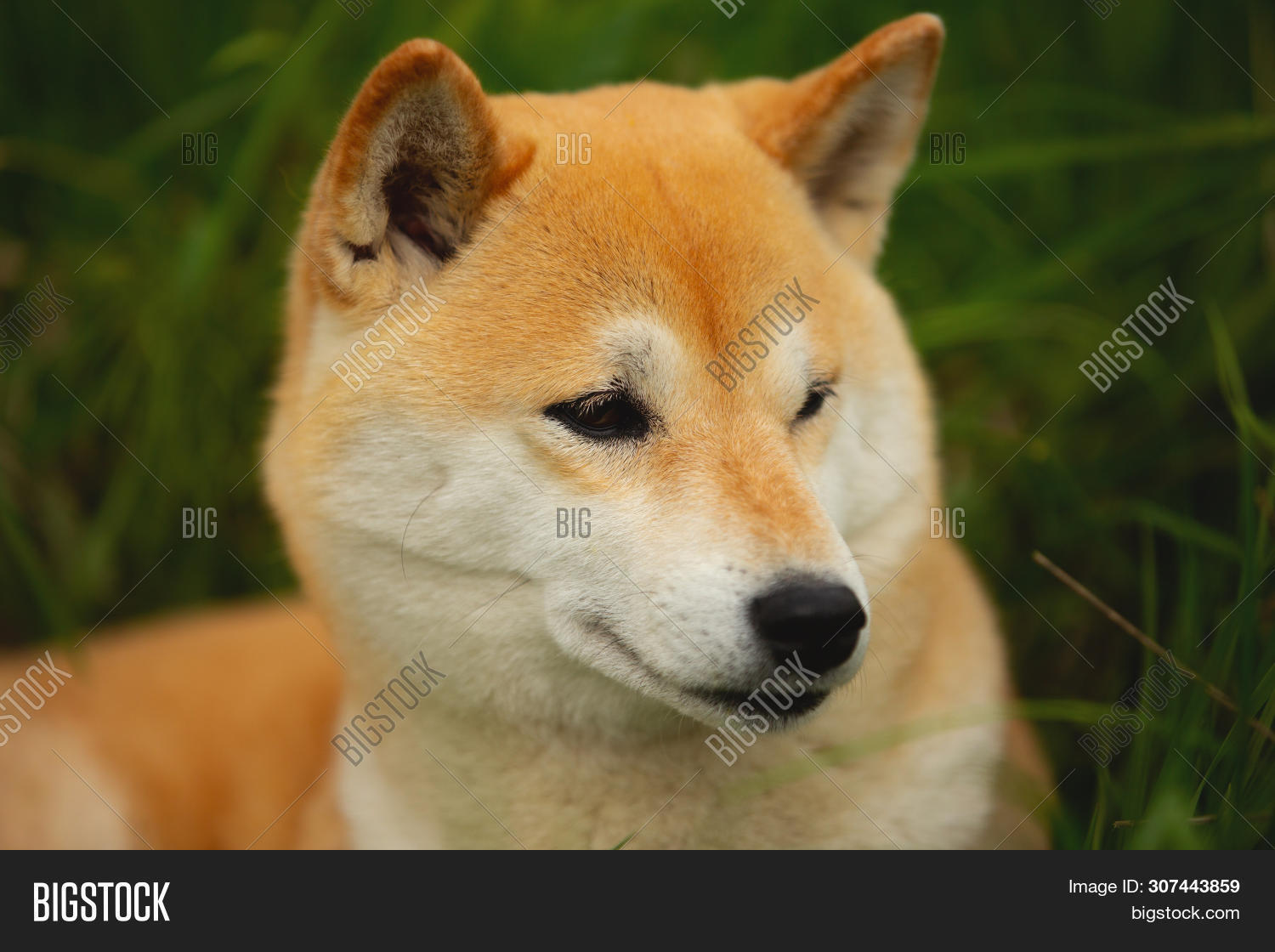 Beautiful Red Shiba Image & Photo (Free Trial) | Bigstock