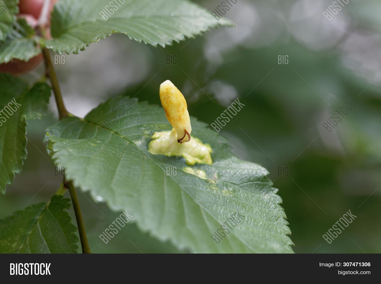 Gall Elm Sack Gall Image & Photo (Free Trial) | Bigstock