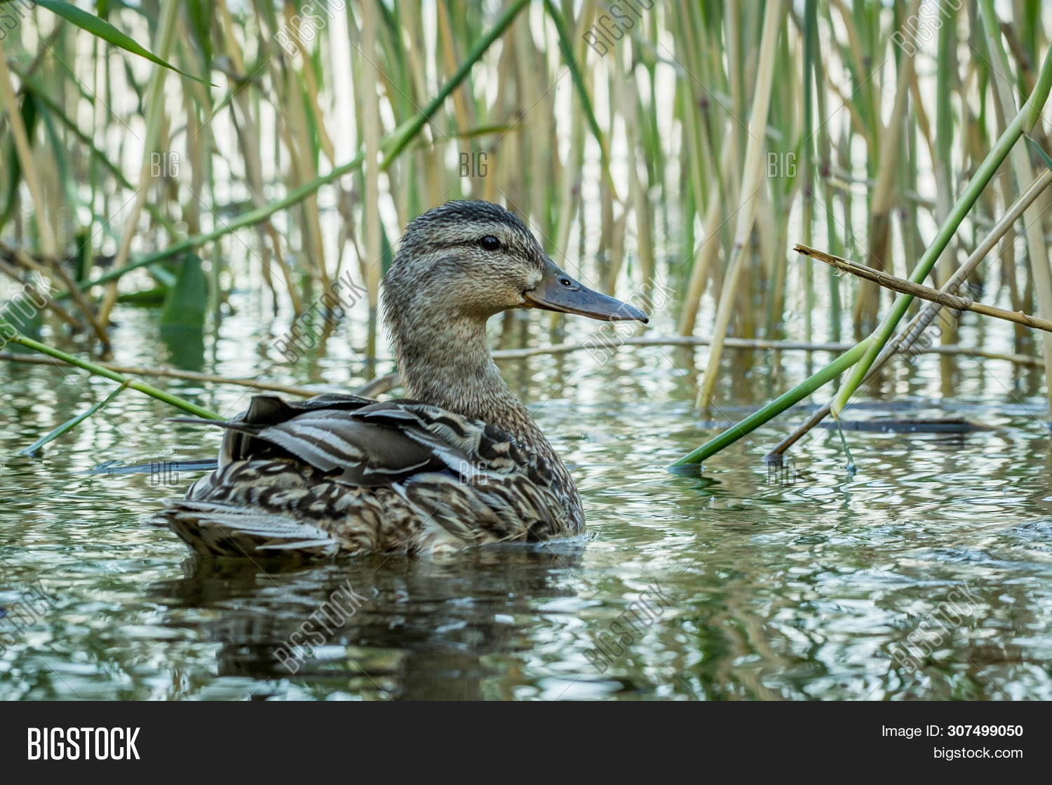Mother Duck Her Image & Photo (Free Trial) | Bigstock