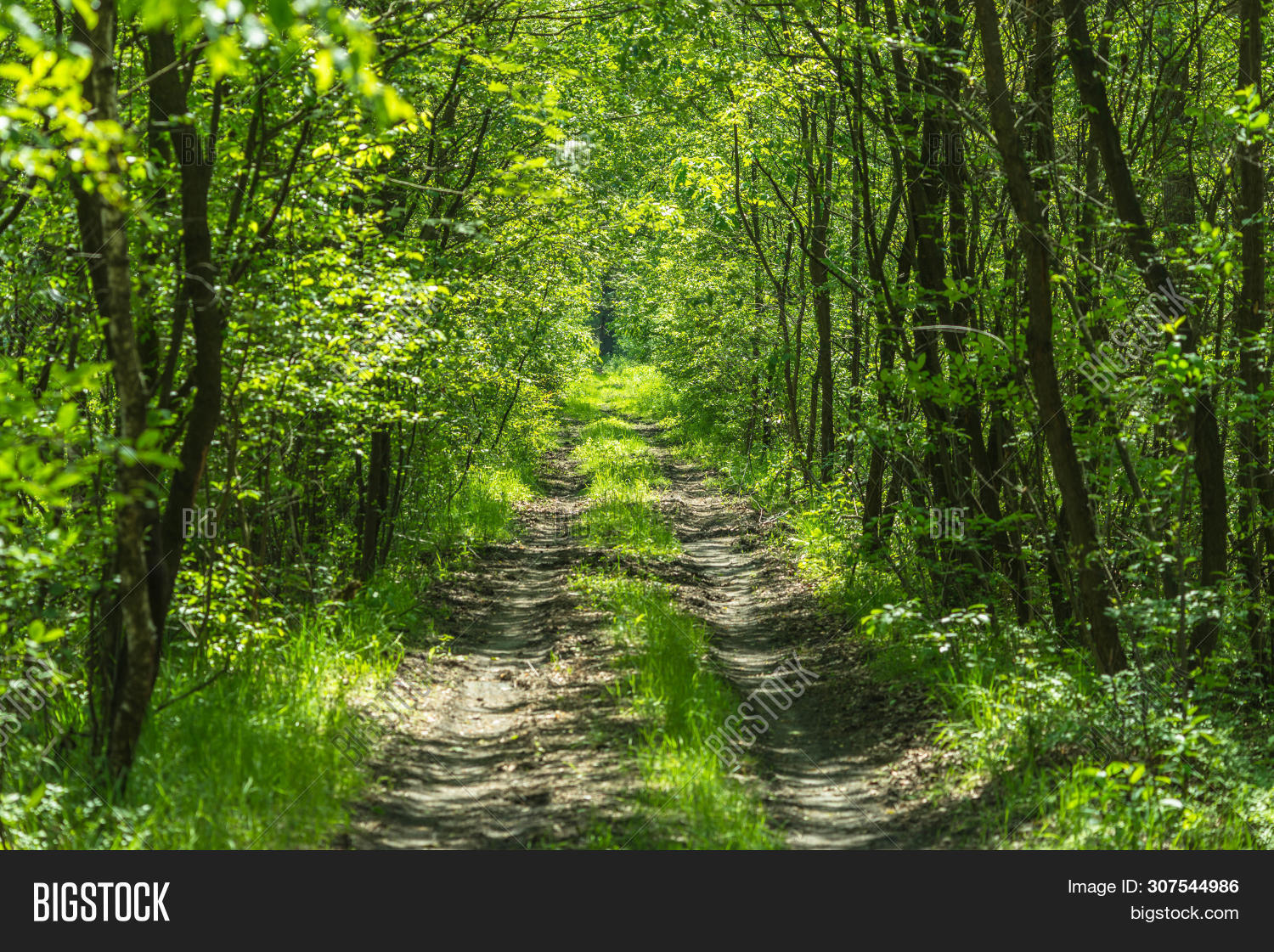Forest Road Leads Image & Photo (Free Trial) | Bigstock