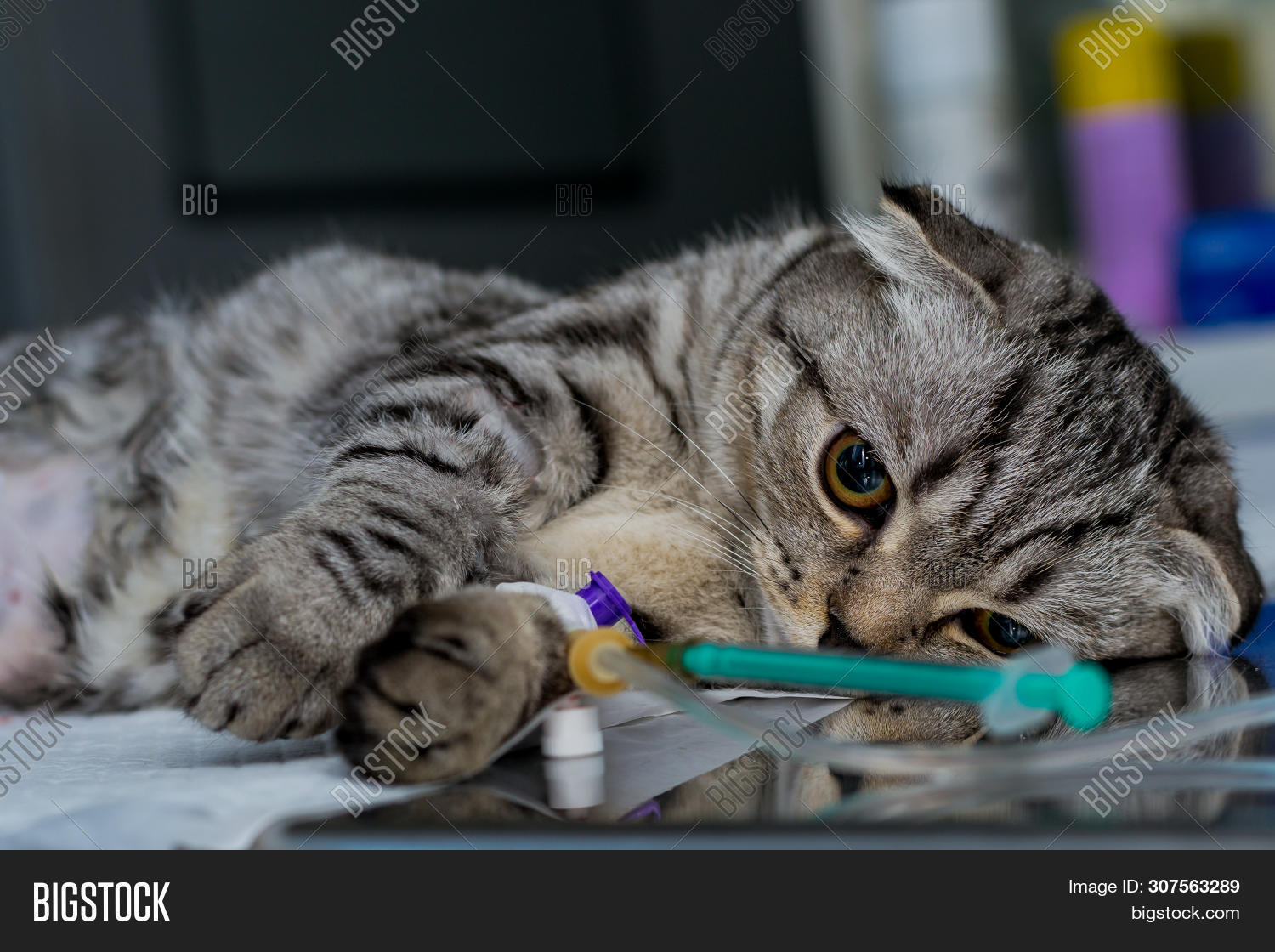 Brachycephalic Cat Image & Photo (Free Trial) | Bigstock