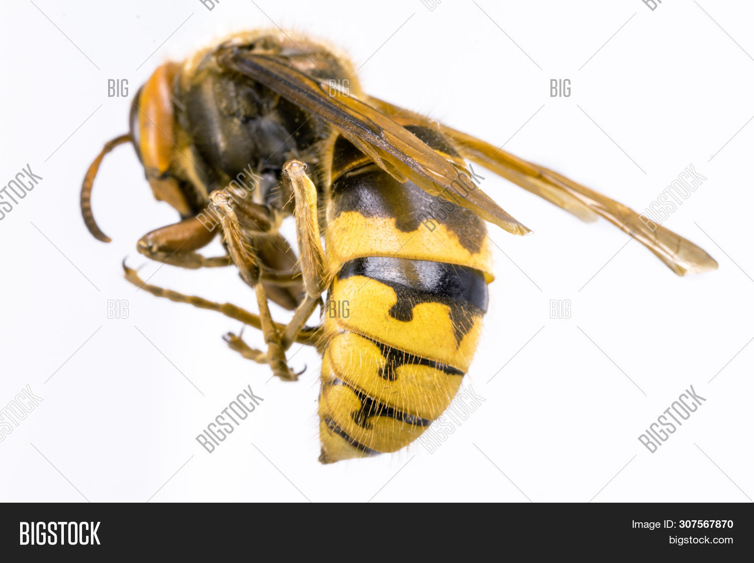 Hornet Seen Very Close Image & Photo (Free Trial) | Bigstock