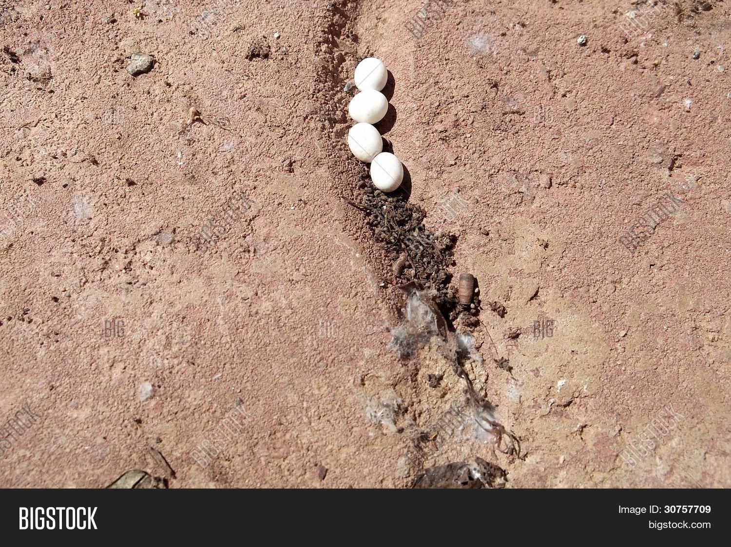 Tiny Lizard Eggs Image & Photo (Free Trial) | Bigstock