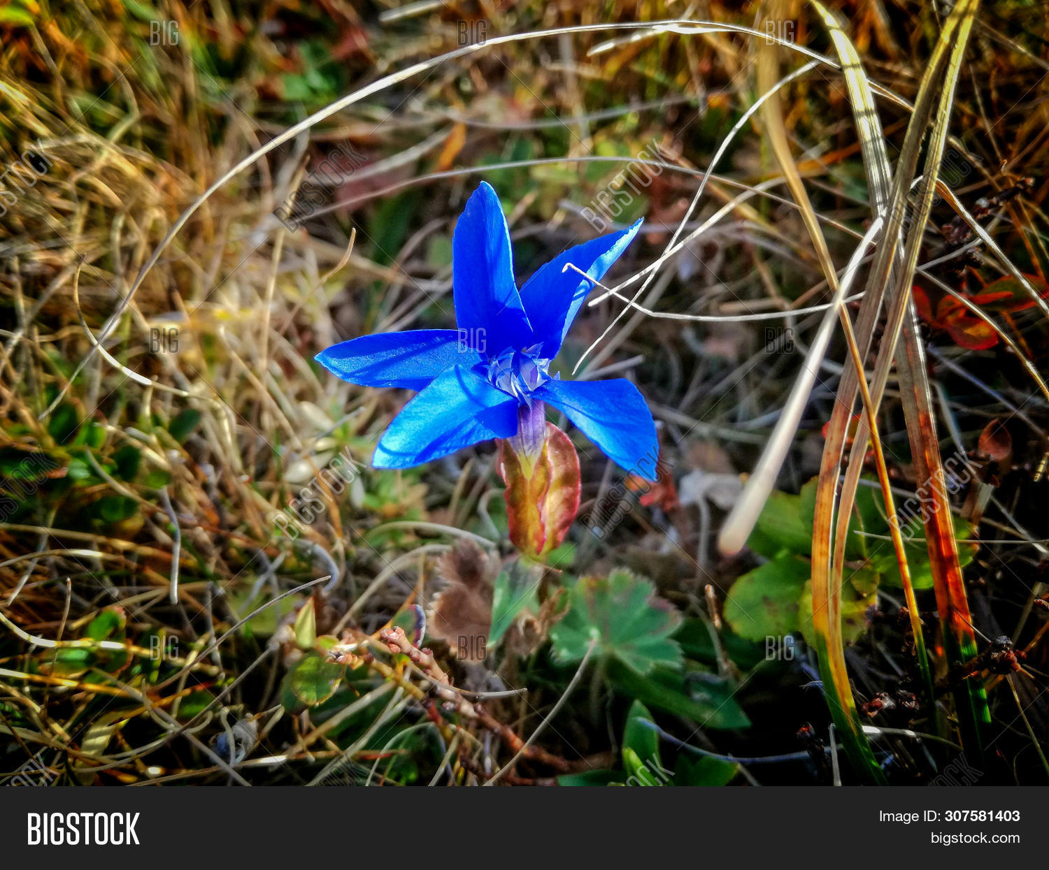 Small Beautiful Blue Image & Photo (Free Trial) | Bigstock