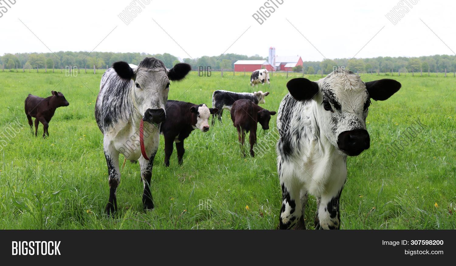 Newborn Black White Image & Photo (Free Trial) | Bigstock