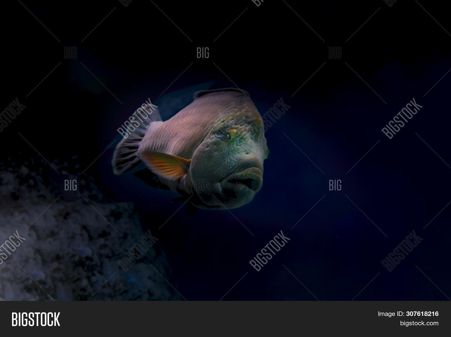 Big Fish Swim Dark Image & Photo (Free Trial) | Bigstock