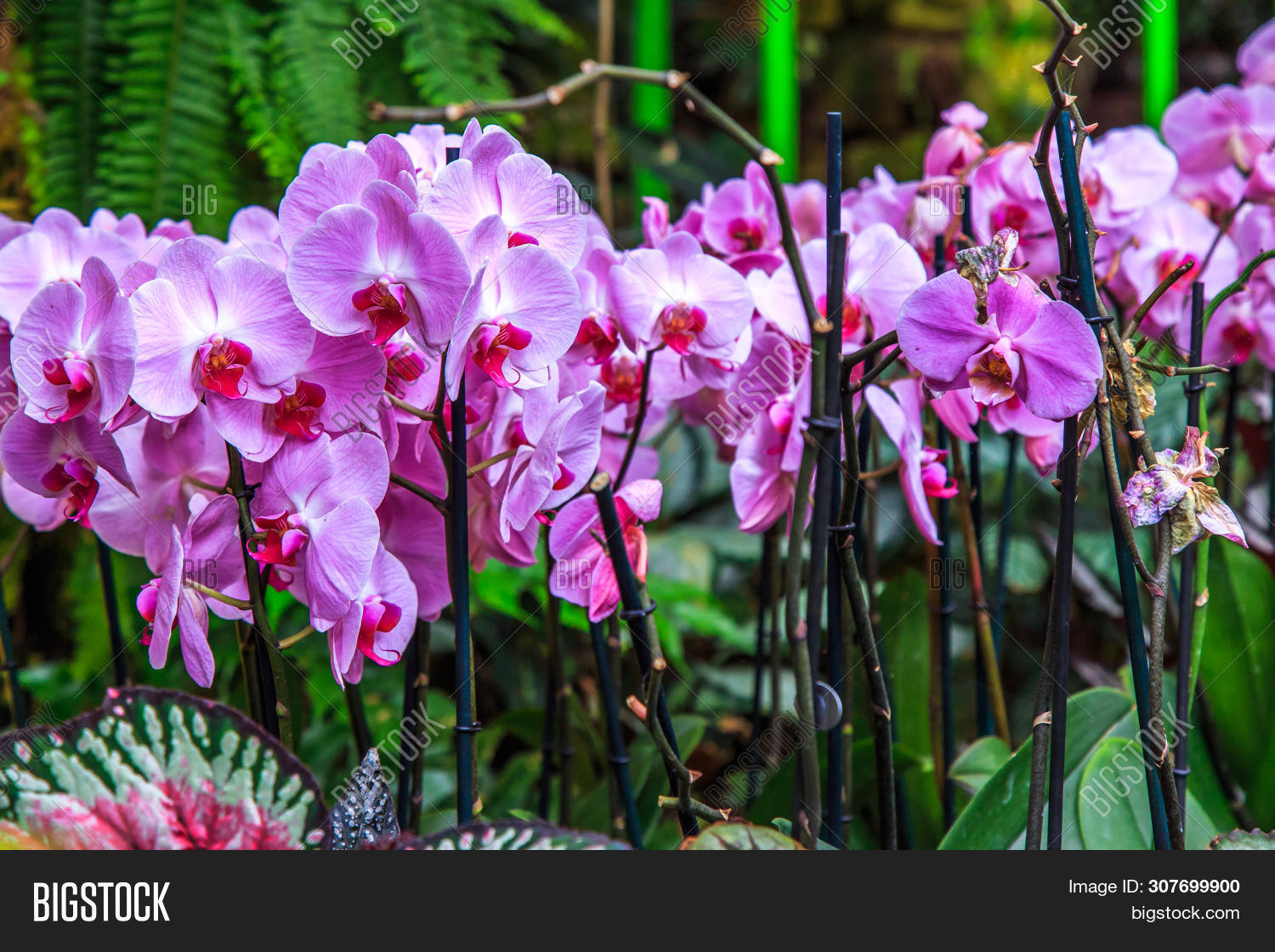 Imagen y foto Orchidaceae Diverse (prueba gratis) | Bigstock