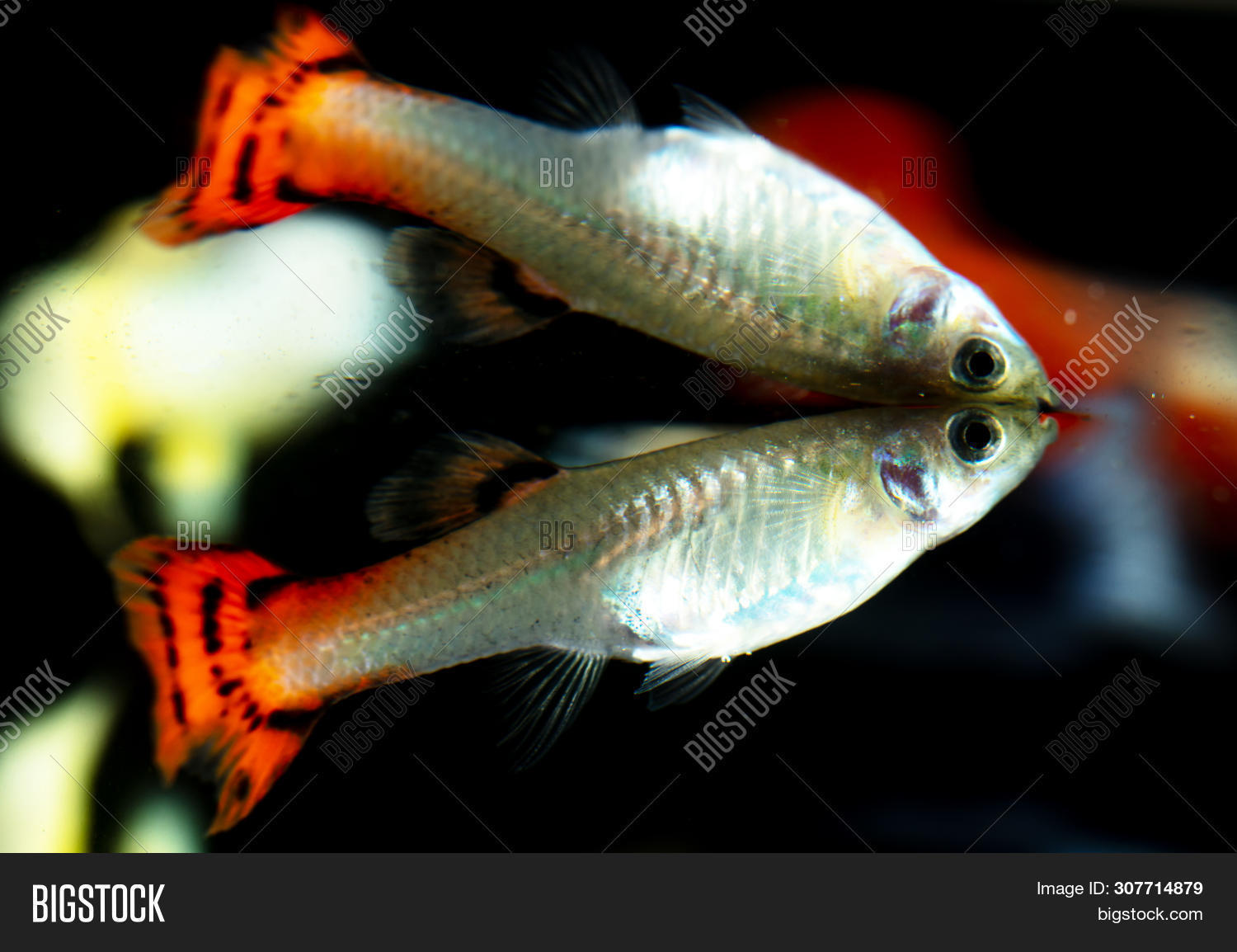 Little Fish Reflection Image & Photo (Free Trial) | Bigstock