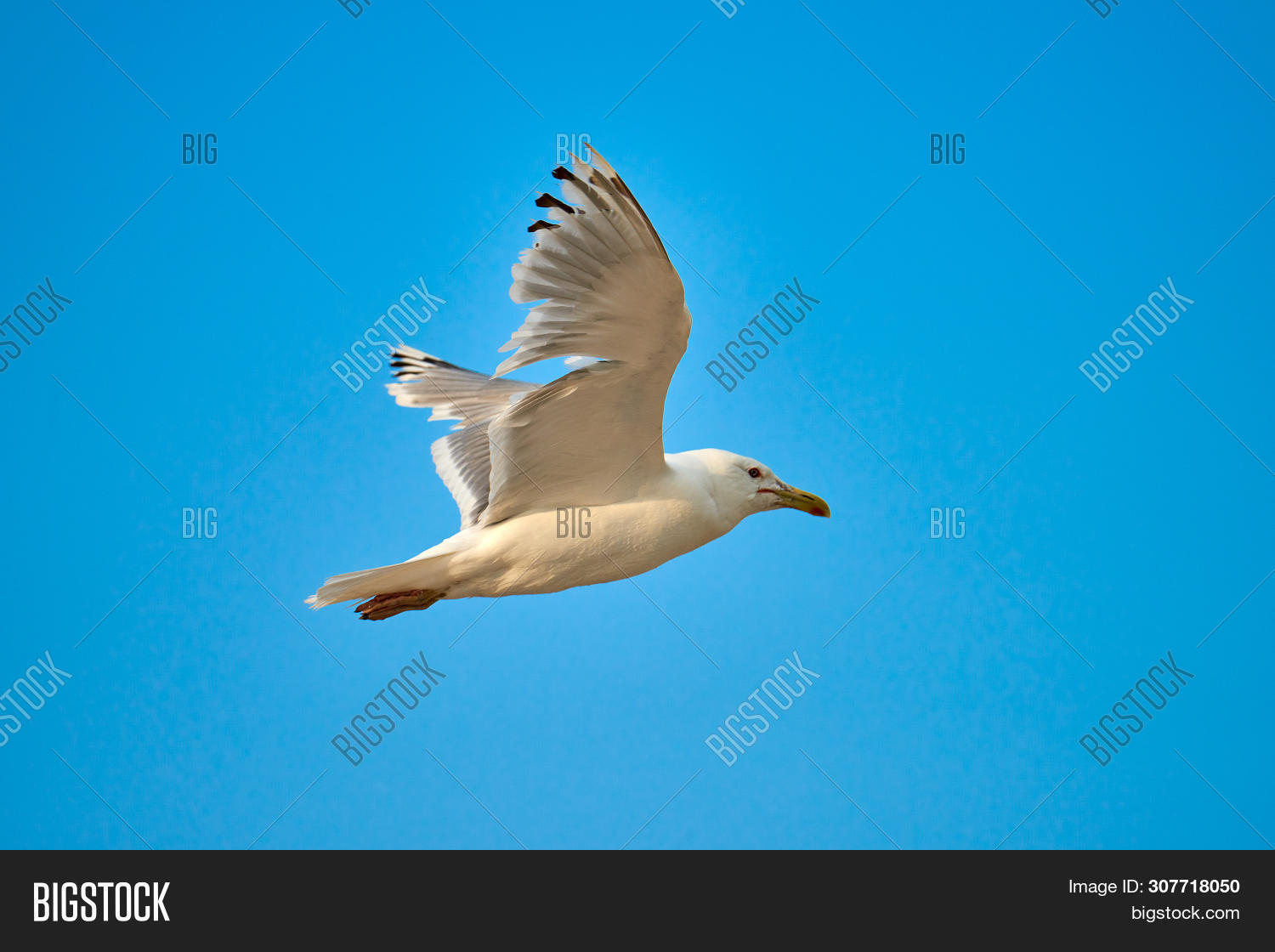 Seagull Blue Sky Image & Photo (Free Trial) | Bigstock