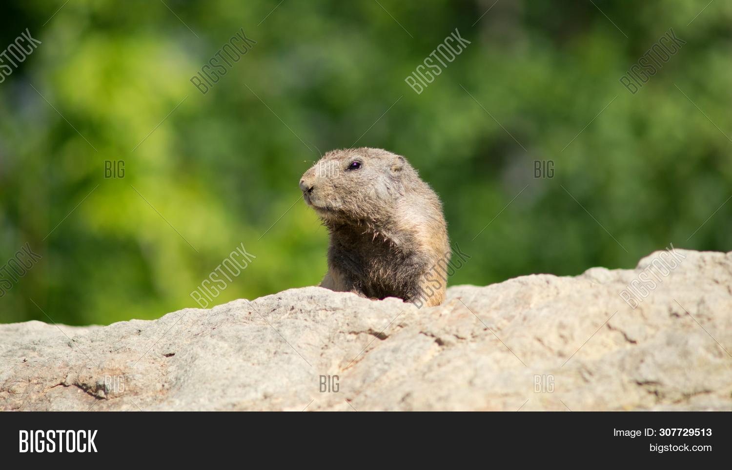 Mountain Marmot, Image & Photo (Free Trial) | Bigstock
