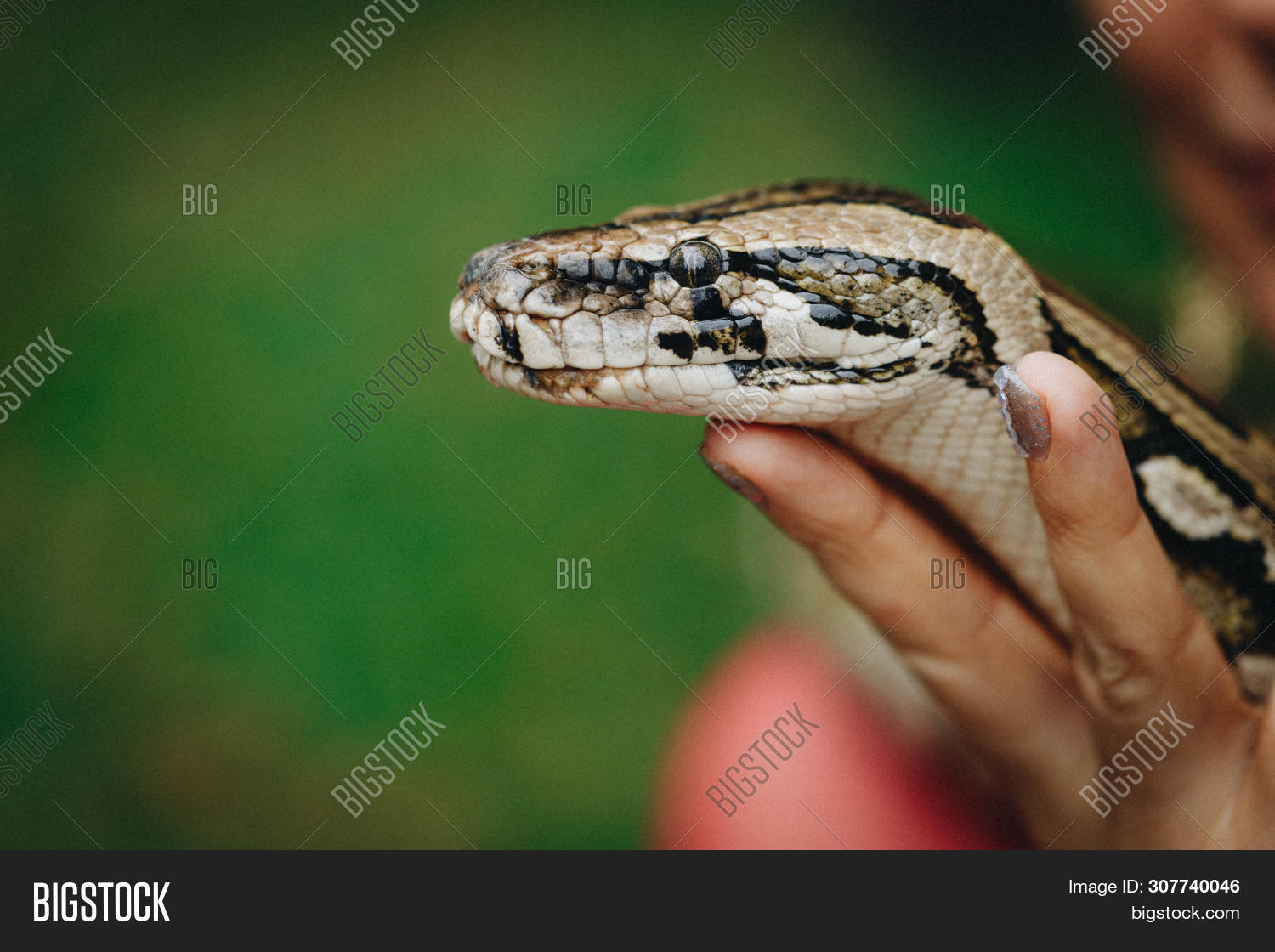 Pretty Woman Holds Big Image & Photo (Free Trial) | Bigstock