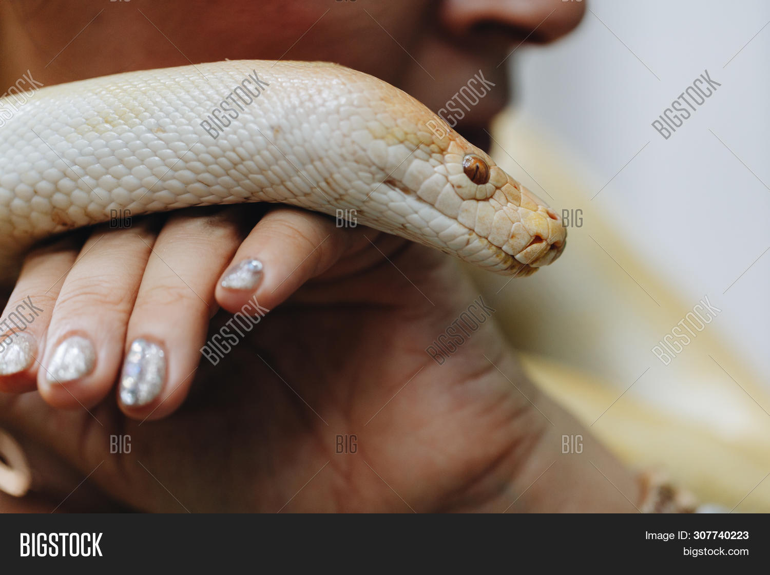 Head White Python Image & Photo (Free Trial) | Bigstock