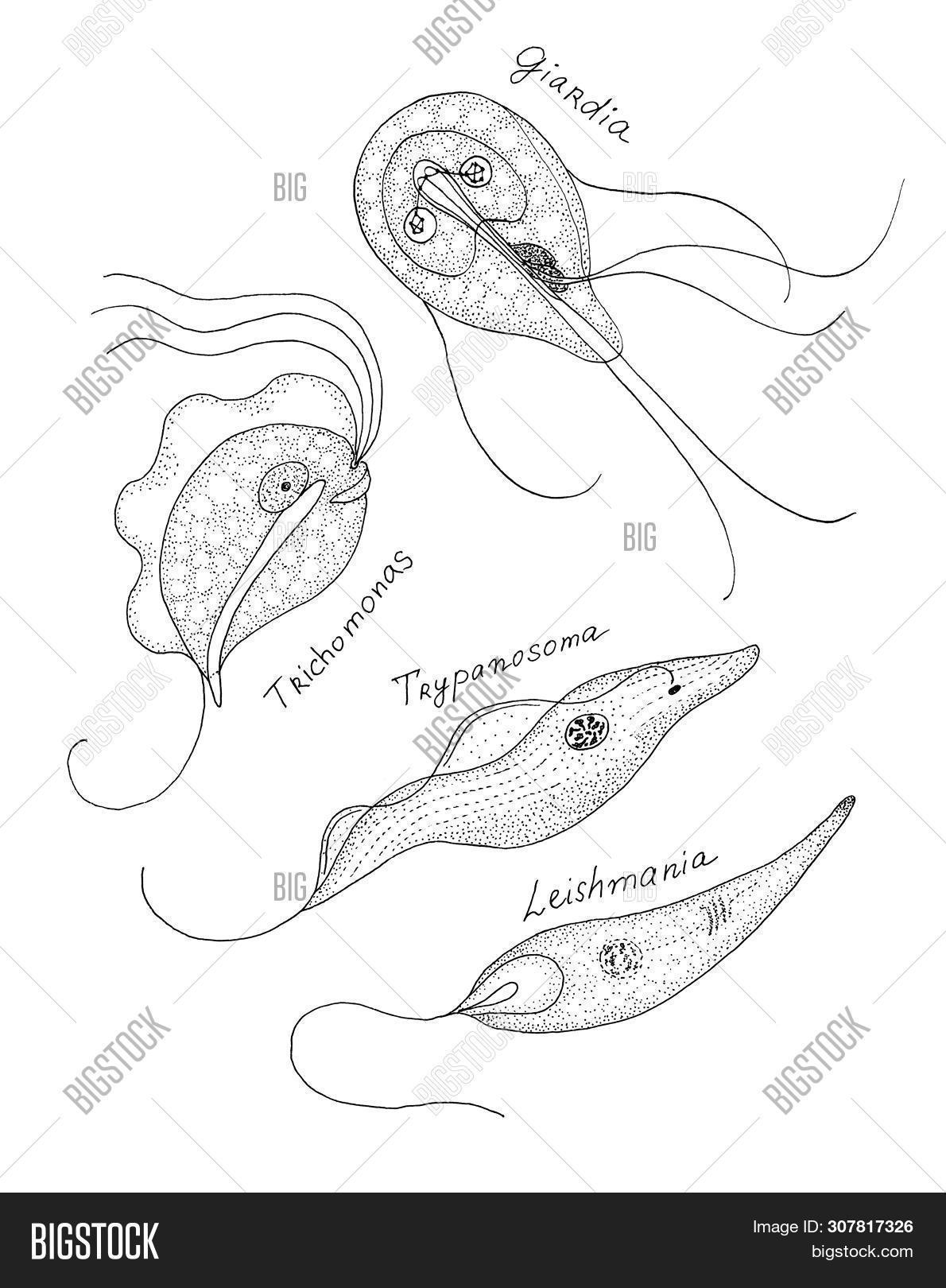 Cartoon Parasite Mite Parasites. Tick Parasite. Acarus. Acarid Vector ...