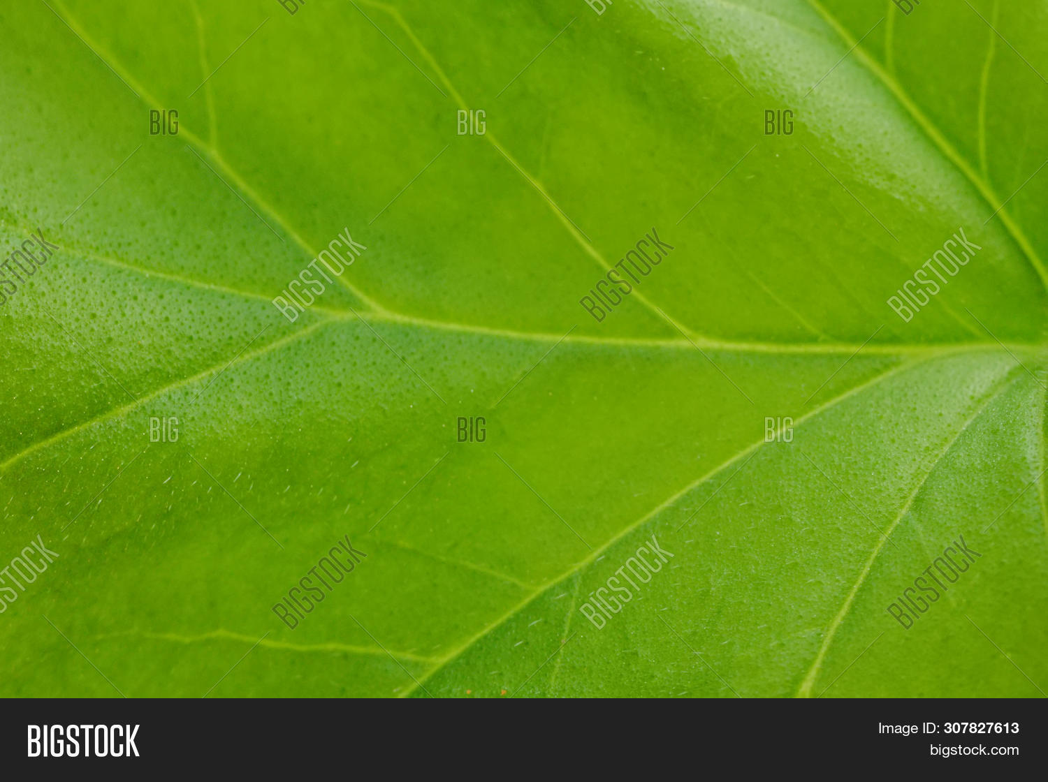 Big Green Leaf Plant Image & Photo (Free Trial) | Bigstock