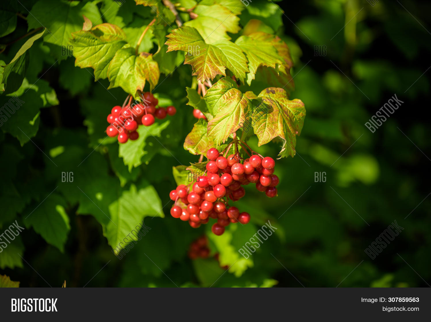 Red Viburnum Branch Image & Photo (Free Trial) | Bigstock