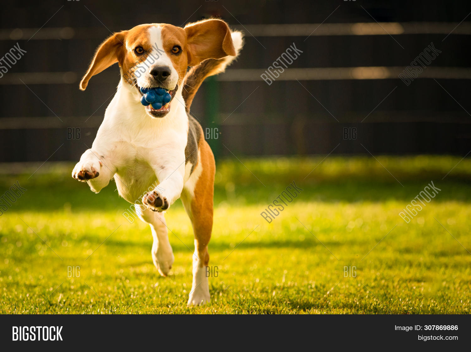 Beagle Dog Ball On Image & Photo (Free Trial) | Bigstock