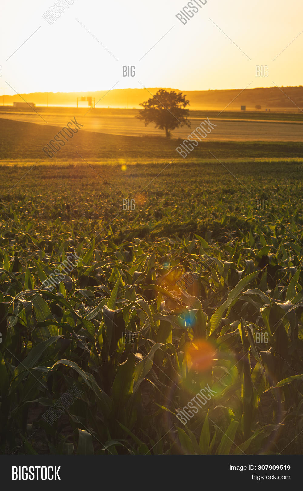 Corn Field Countryside Image & Photo (Free Trial) | Bigstock