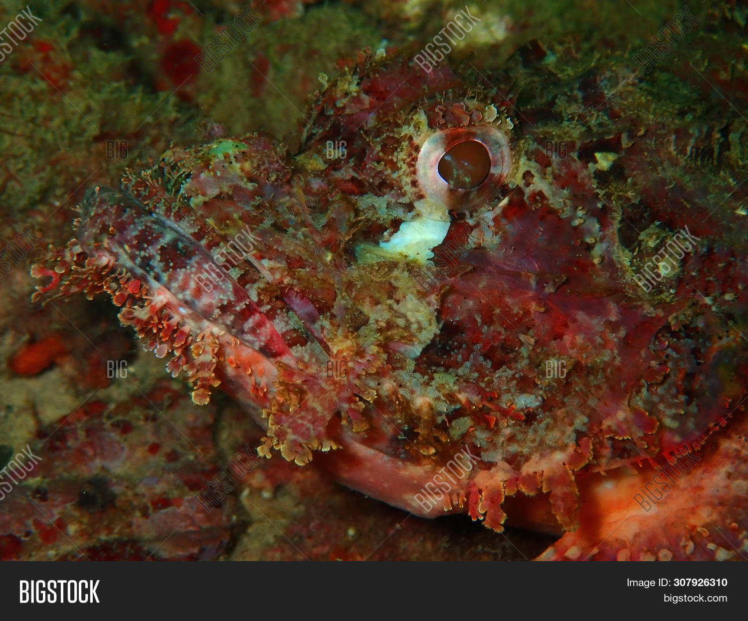 Reef Scorpionfish Image & Photo (Free Trial) | Bigstock