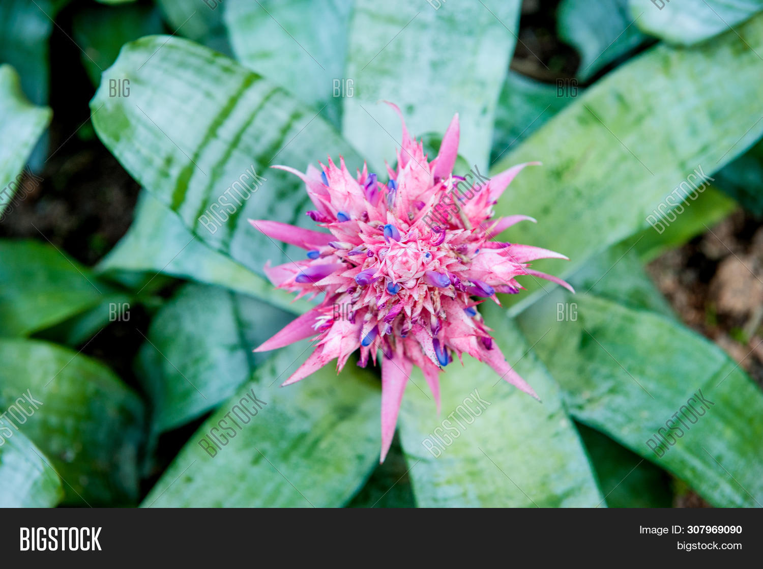 Aechmea Fasciata ( Image & Photo (Free Trial) | Bigstock