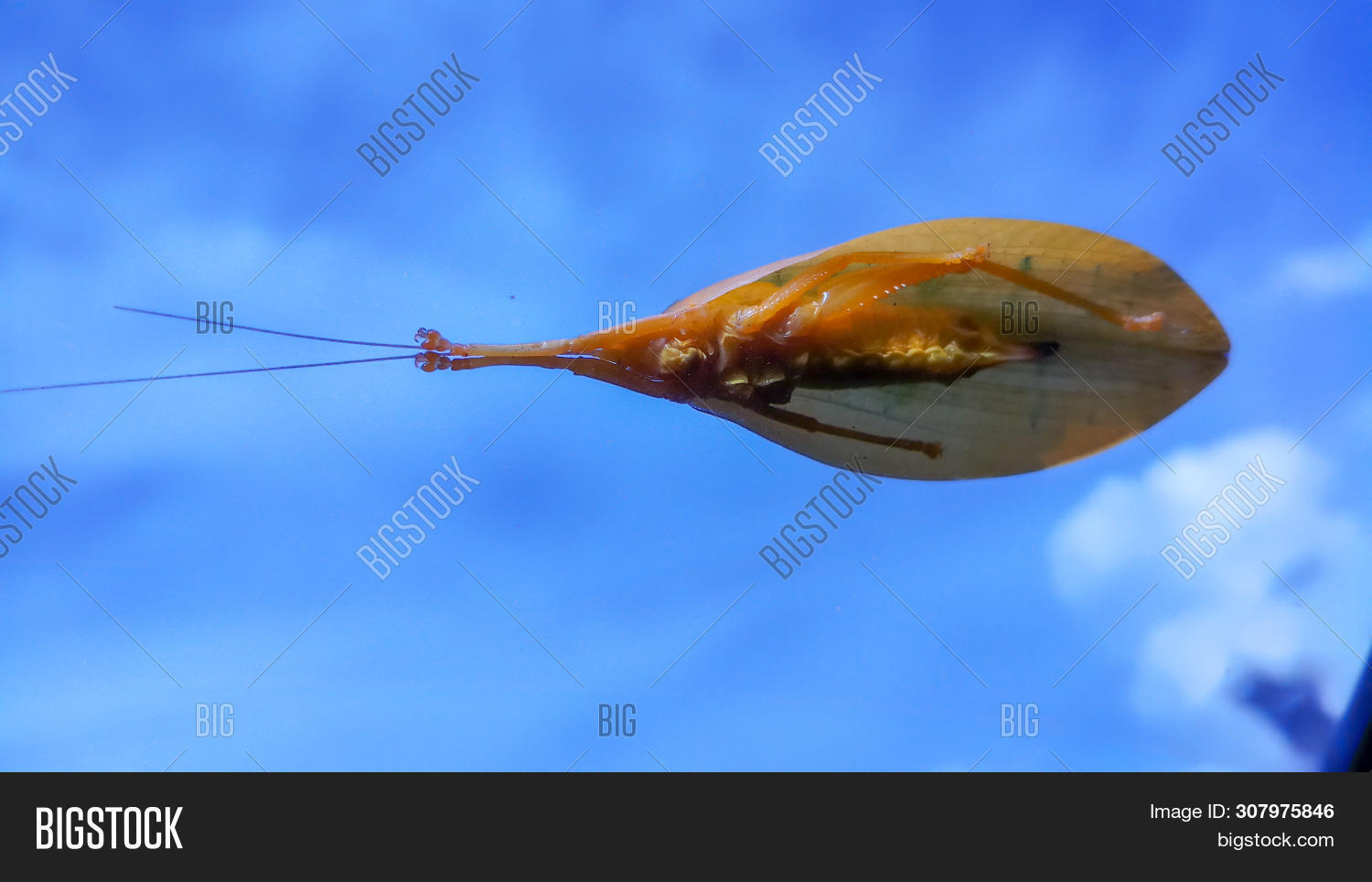 ภาพและภาพถ่าย ทดลองใช้ฟรี Bigstock