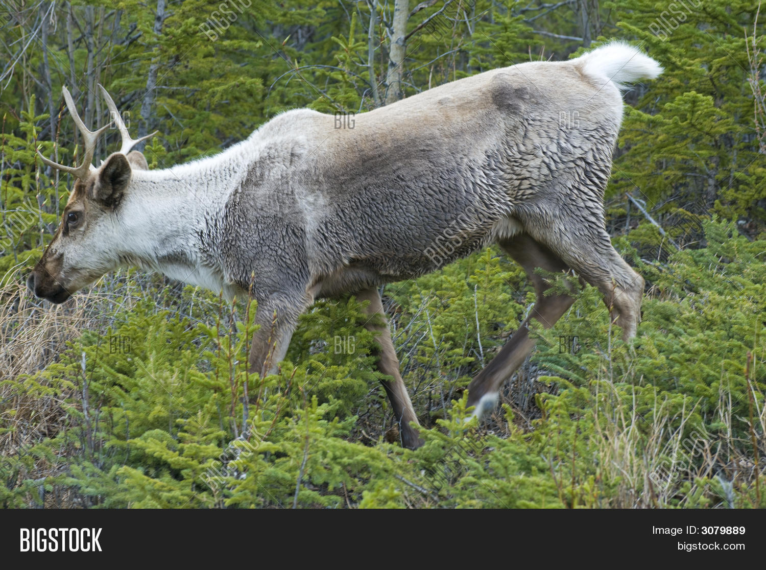 Caribou Image & Photo (Free Trial) | Bigstock