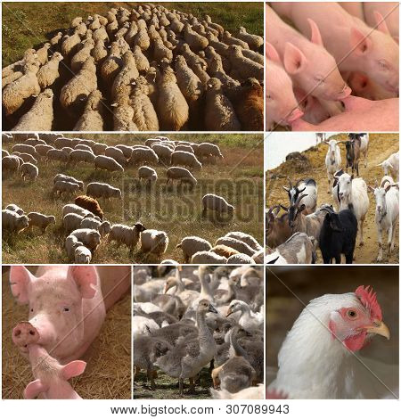 Collage Farm Animals. Image & Photo (Free Trial) | Bigstock